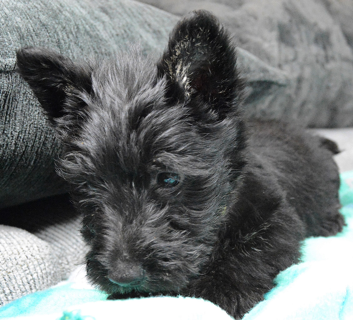 Rebel's Litter - SEPT. 2021