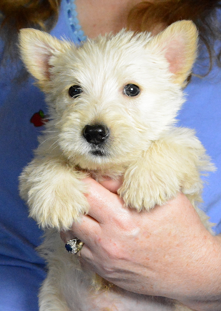 Rebel's Litter - SEPT. 2021