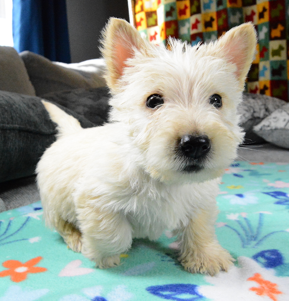 Rebel's Litter - SEPT. 2021