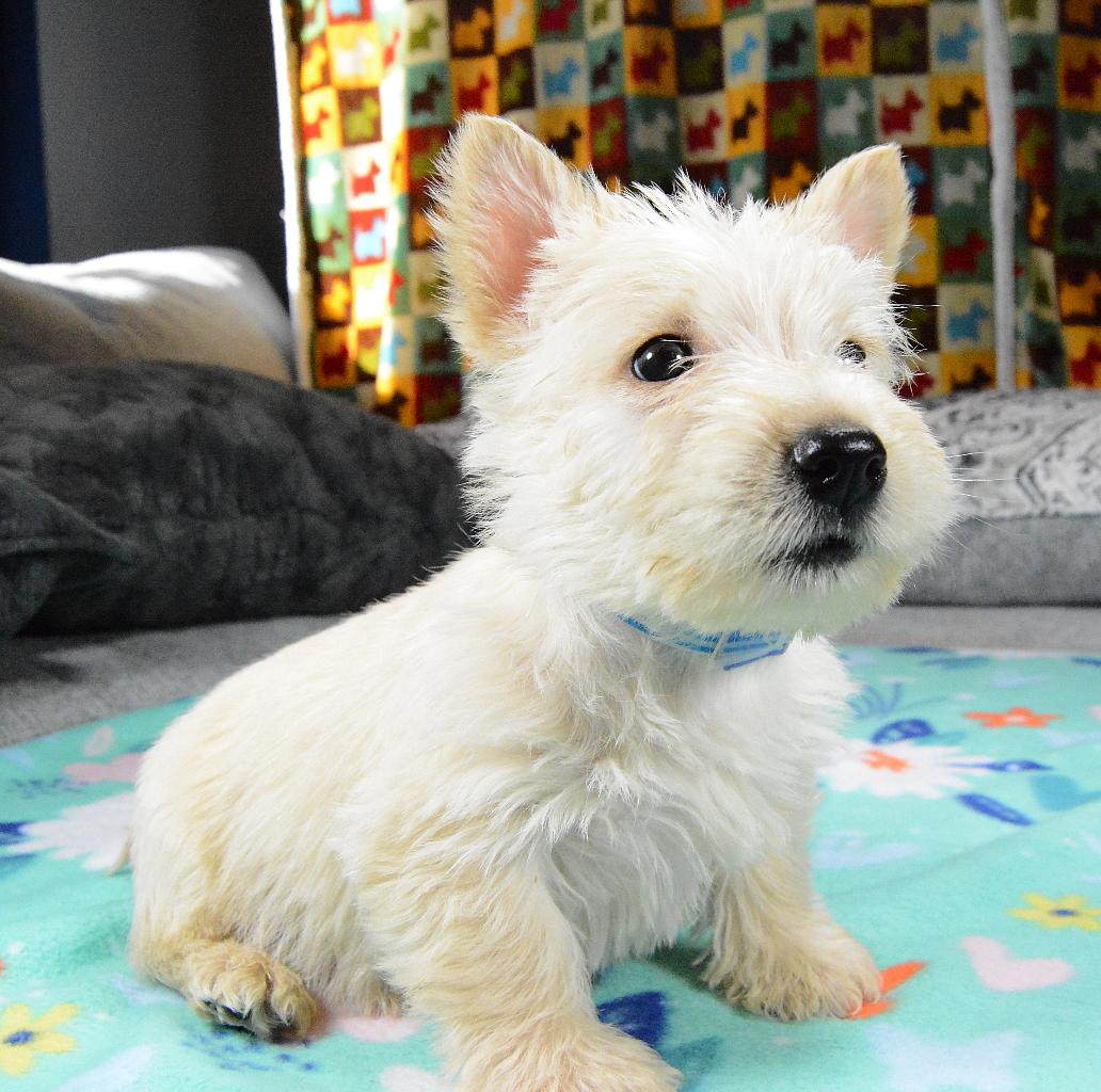 Rebel's Litter - SEPT. 2021