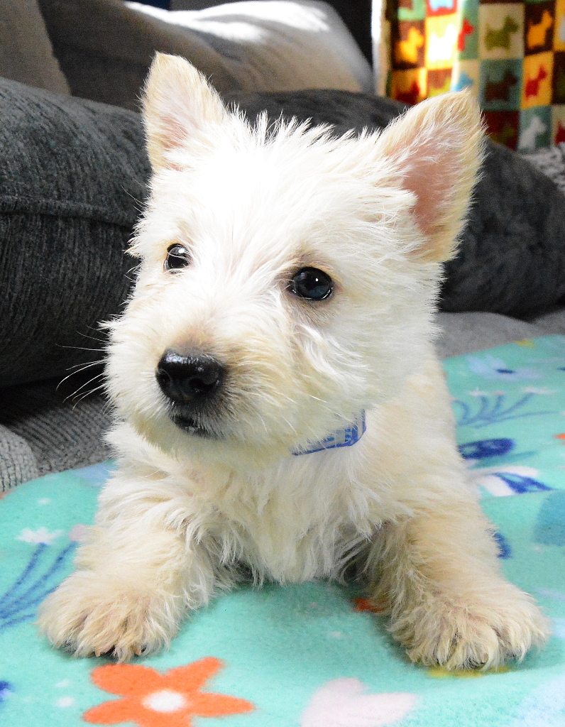 Rebel's Litter - SEPT. 2021