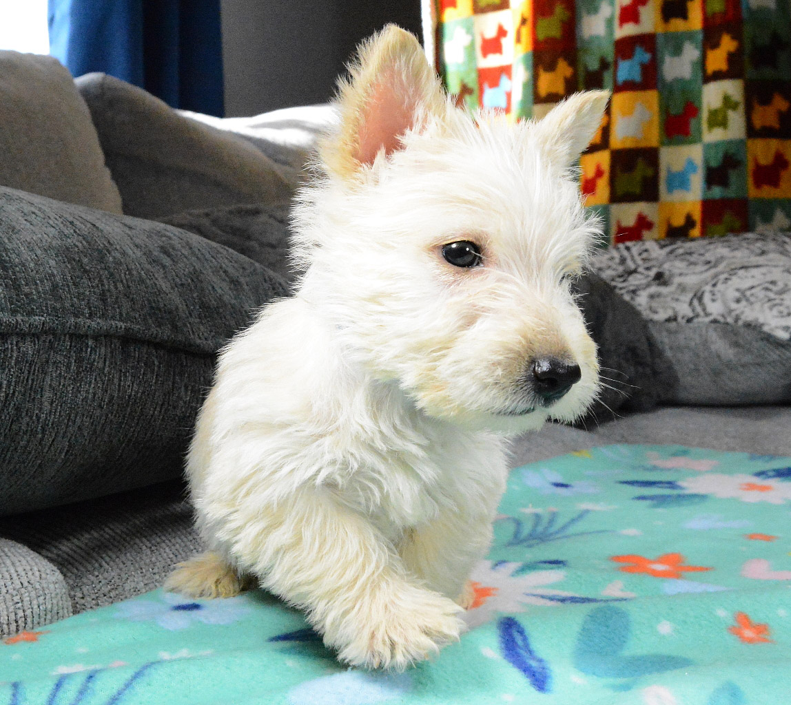 Rebel's Litter - SEPT. 2021