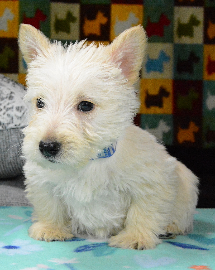 Rebel's Litter - SEPT. 2021