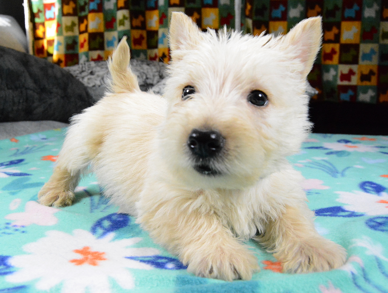 Rebel's Litter - SEPT. 2021