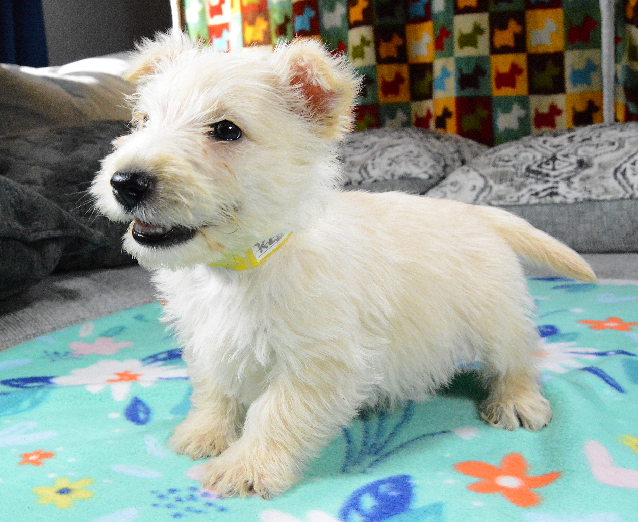 Rebel's Litter - SEPT. 2021