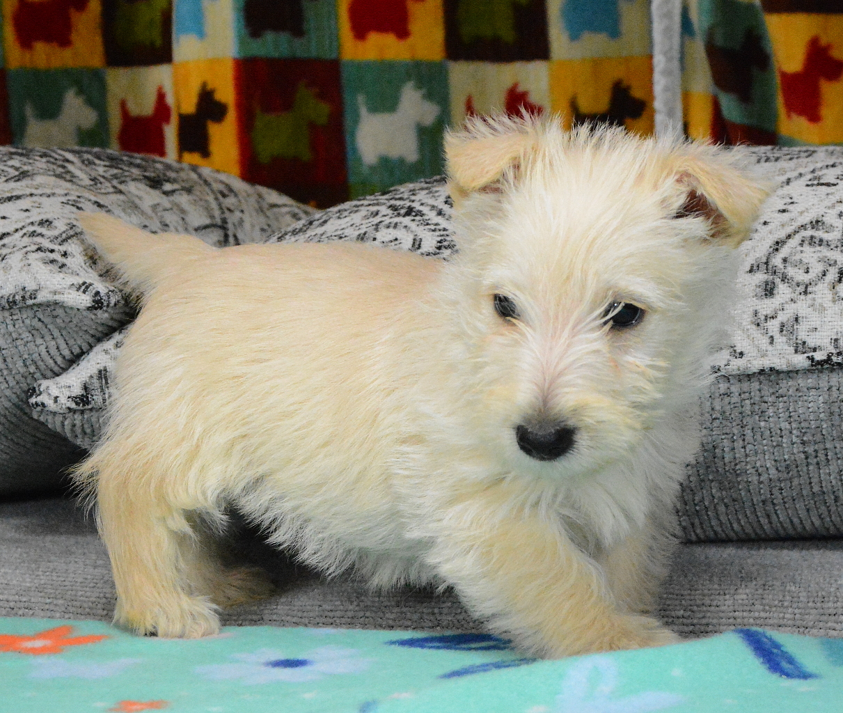 Rebel's Litter - SEPT. 2021