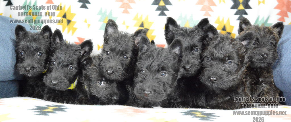 Ripley's litter - December 2025