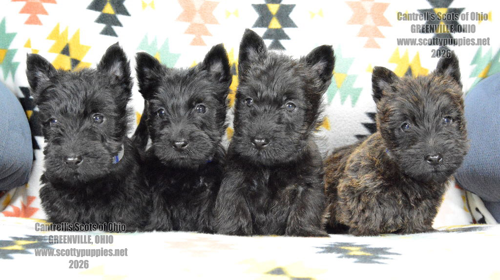 Ripley's litter - December 2025