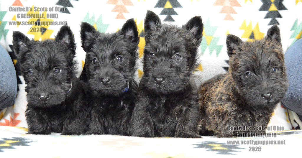 Ripley's litter - December 2025